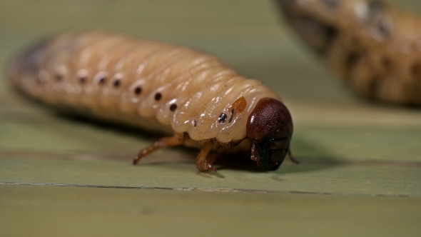 Large Insect Larva Moves Paws, Stock Footage | VideoHive