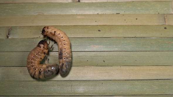 Large Insect Larva Moves Paws, Stock Footage | VideoHive