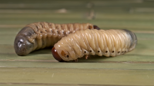 Large Insect Larva Moves Paws, Stock Footage | VideoHive