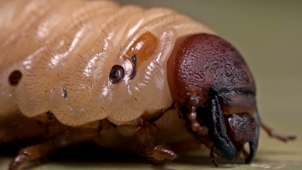 Large Insect Larva Moves Paws, Stock Footage | VideoHive