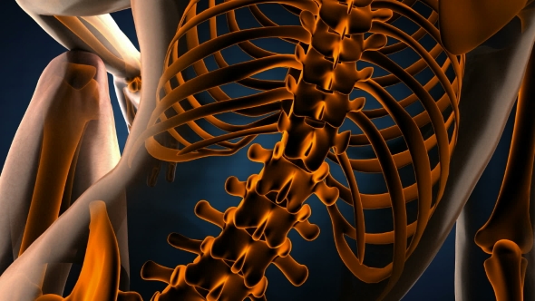 Human Bones Radiographic Scan, Motion Graphics | VideoHive