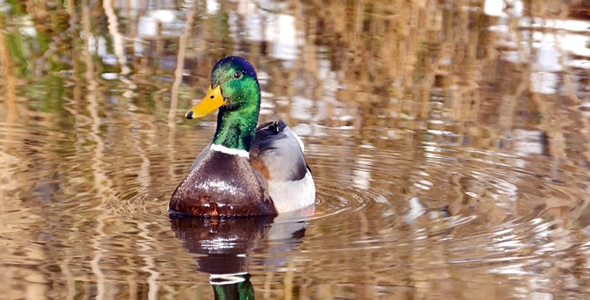 Wild Duck On Spring Pond, Stock Footage | VideoHive