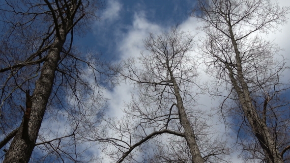 The Wind Shakes the Leafless Trees, Stock Footage | VideoHive