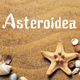 Asteroidea, Fonts | GraphicRiver