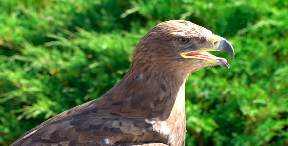 Aquila , Stock Footage | VideoHive