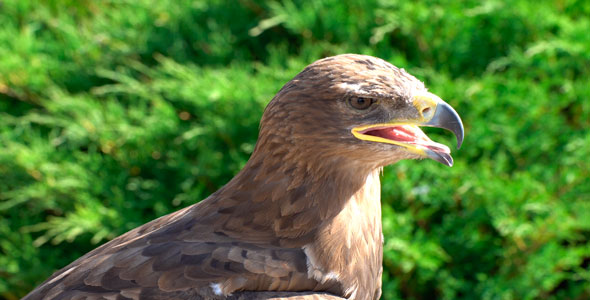 Aquila, Stock Footage | VideoHive