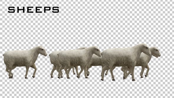 Sheeps, Motion Graphics | VideoHive