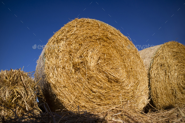 Straw pressed for animals Stock Photo by fotografiche | PhotoDune