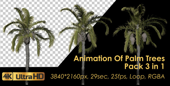Animation Pack Of Palm Trees, Motion Graphics | VideoHive