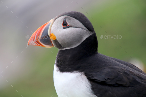 Puffin Stock Photo by Edwin-Butter | PhotoDune