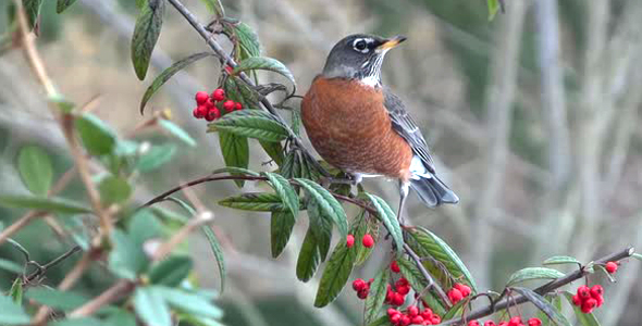 American Robin On Berry Tree, Stock Footage | VideoHive
