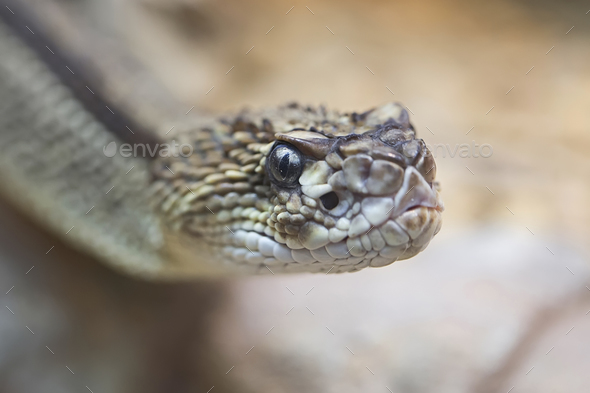 Snake, a portrait Stock Photo by johan10 | PhotoDune