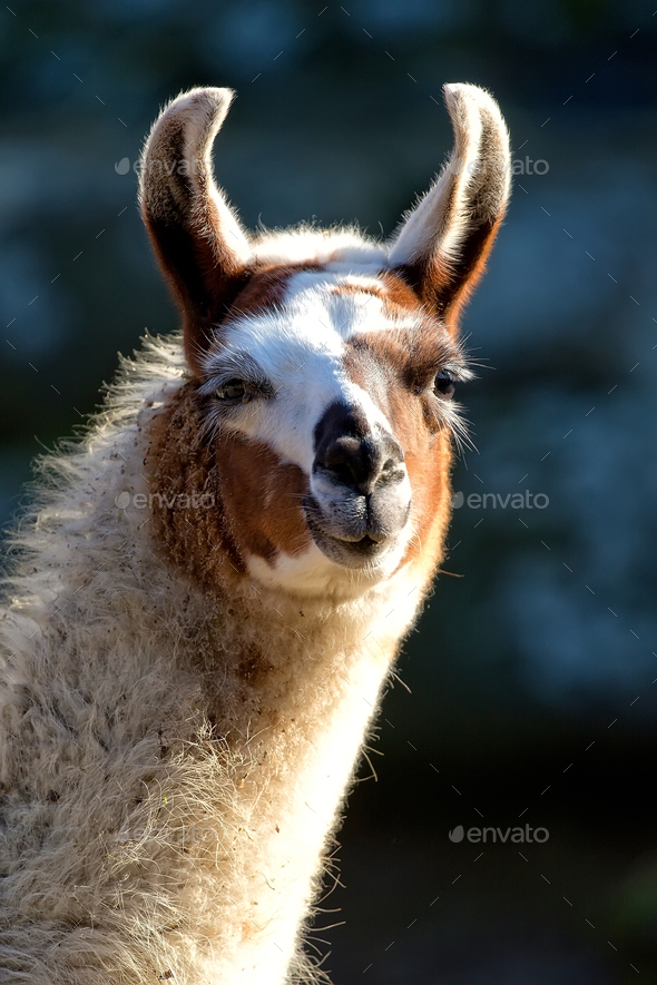 Lama, a portrait Stock Photo by johan10 | PhotoDune