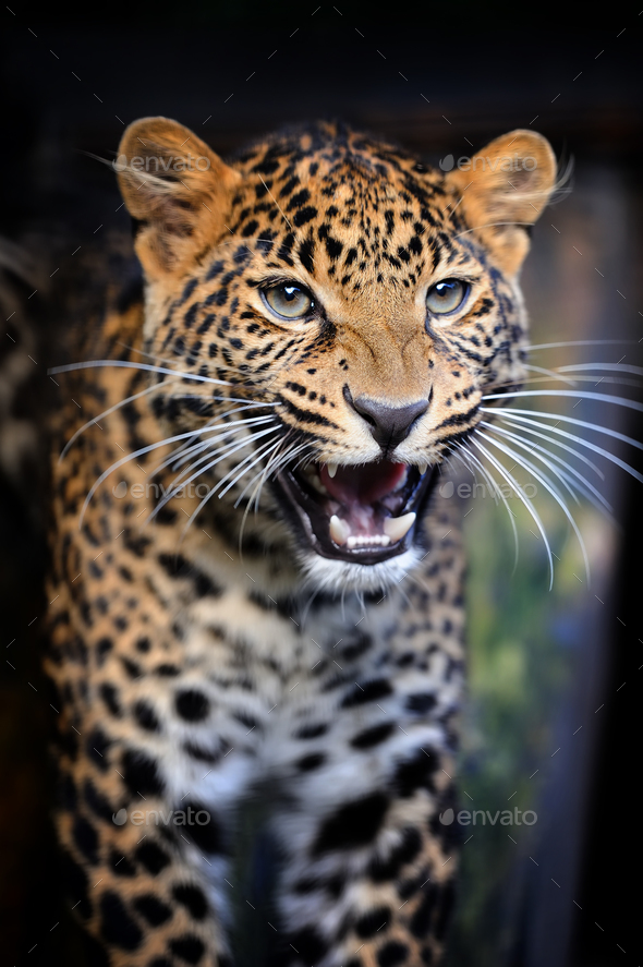 Close angry leopard portrait Stock Photo by byrdyak | PhotoDune