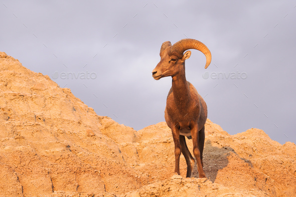 Wild Animal High Desert Bighorn Sheep Male Ram Stock Photo by ...