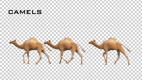 Camels, Motion Graphics | VideoHive