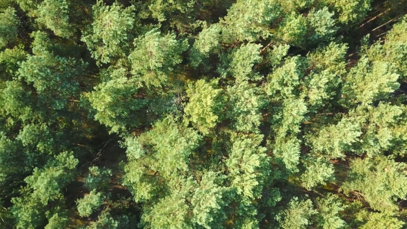 Evergreen Tree Tops From Above, Stock Footage | VideoHive