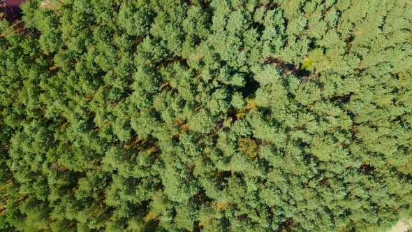 Tree Tops From Above, Stock Footage | VideoHive