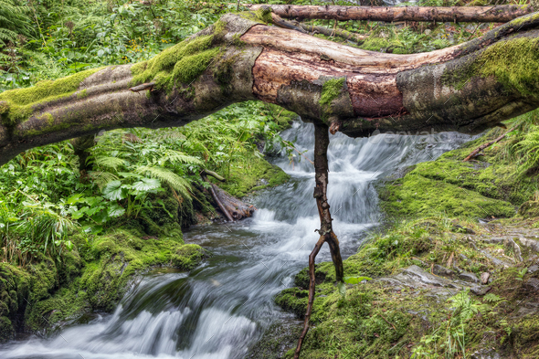 Fallen tree trunk over stream Stock Photo by mibuch | PhotoDune