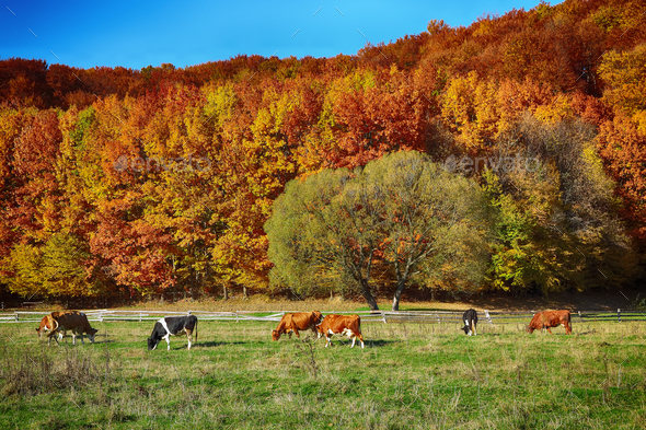 Country scenery on late autumn season Stock Photo by Pilat666 | PhotoDune