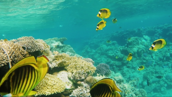 Bright Yellow Butterfly Fish of the Red Sea. Awesome Underwater World ...