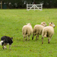 Welsh Border Collie Rounding up Sheep Stock Photo by DPimborough ...
