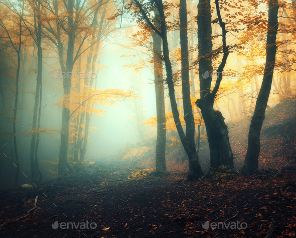 Fairy forest in fog. Fall woods. Enchanted autumn forest in fog Stock ...