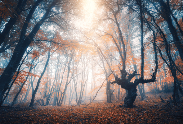 Amazing scene with autumn trees in fog. Autumn forest Stock Photo by ...