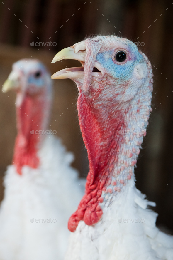 Close-up of a turkey Stock Photo by aetb | PhotoDune