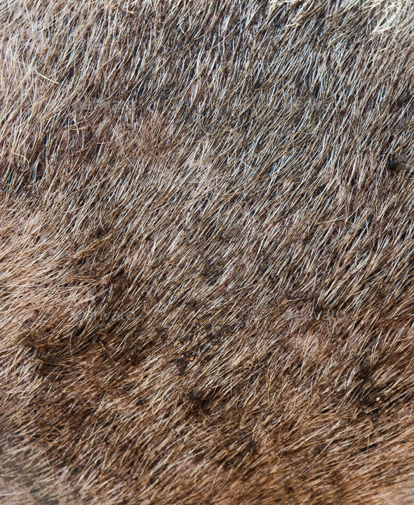 Pig hair texture Stock Photo by aetb | PhotoDune