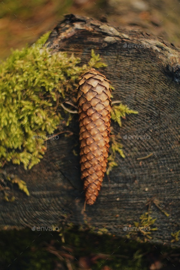 spruce cone on a tree stump Stock Photo by PaulSchlemmer | PhotoDune