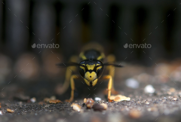 wasp face Stock Photo by perutskyy | PhotoDune