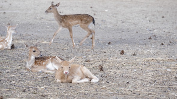 Cuddle, Stock Footage | VideoHive