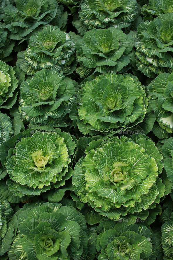 Decorative coloured cabbage on plant Stock Photo by foto76 | PhotoDune
