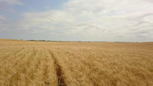 Aerial Flyover of Prairie Wheat Field, Stock Footage | VideoHive