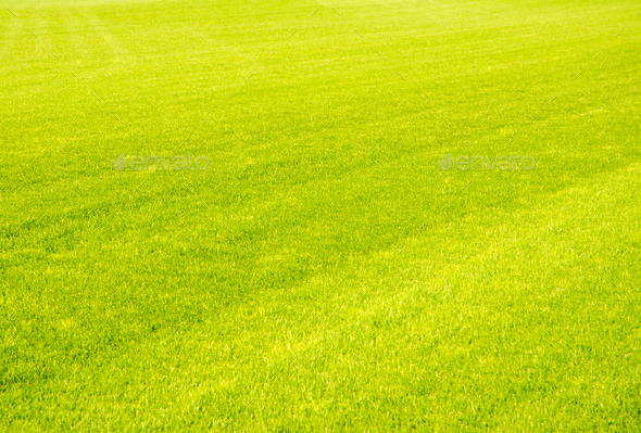Perfect short cut green grass background Stock Photo by manfredxy ...