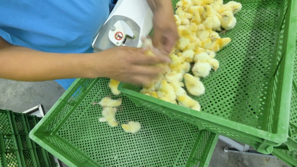 Workers at Poultry Sorting Chicks at Automated Line, Stock Footage