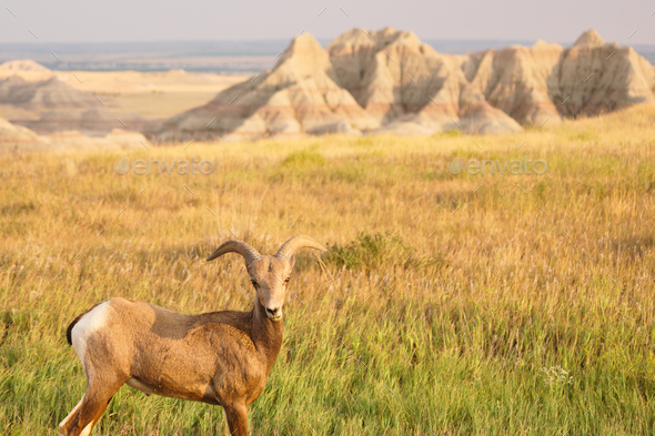 Wild Animal High Desert Bighorn Sheep Male Ram Stock Photo by ...