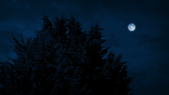 Bushy Pine Tree In Breeze At Night, Stock Footage | VideoHive