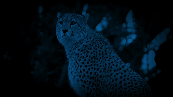 Cheetah in Jungle at Night, Stock Footage | VideoHive