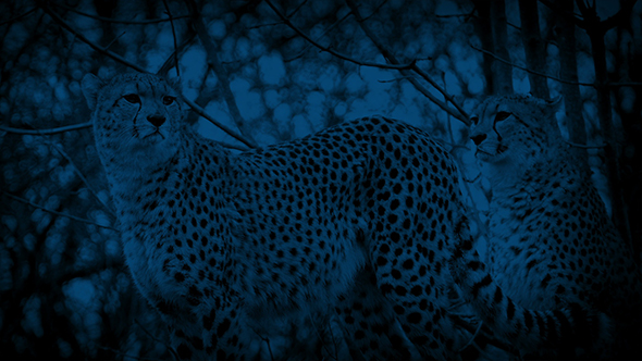 Cheetahs Stand Alert And One Walks Off At Night, Stock Footage | VideoHive