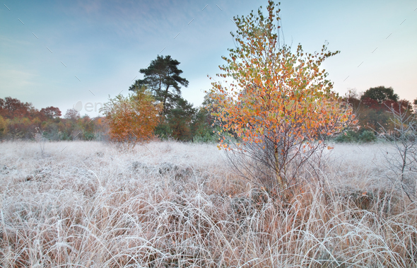 autumn frosty morning Stock Photo by catolla | PhotoDune