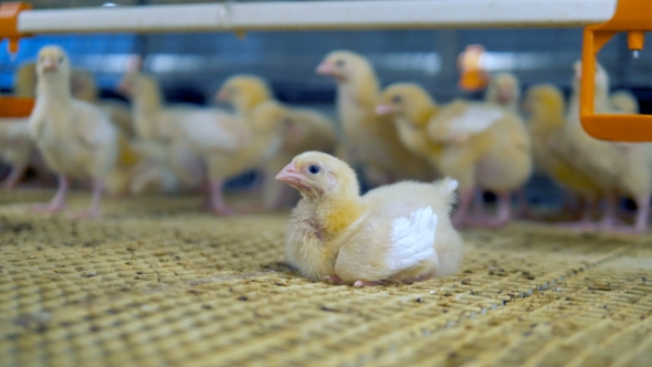 Chicken Farm Baby Chicken at Poultry, Stock Footage | VideoHive