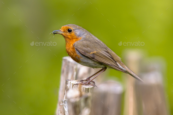 European Robin on fence with insect prey Stock Photo by CreativeNature_nl
