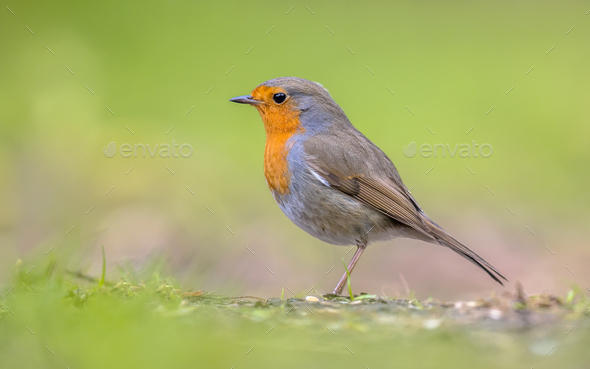 Robin profile on bright green background Stock Photo by CreativeNature_nl