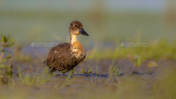Cute duckling running through grass Stock Photo by CreativeNature_nl