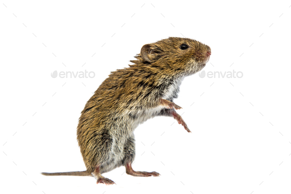 Standing Bank vole on white background Stock Photo by CreativeNature_nl