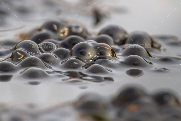 Common Frog spawn Stock Photo by CreativeNature_nl | PhotoDune