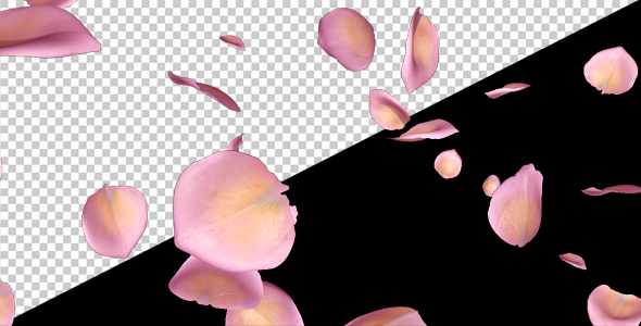 Pink Yellow Rose Petals - Falling Loop, Motion Graphics | VideoHive
