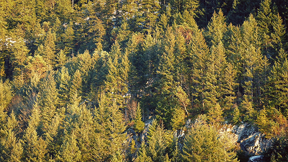 Passing Trees On Slope In Golden Evening Light, Stock Footage | VideoHive
